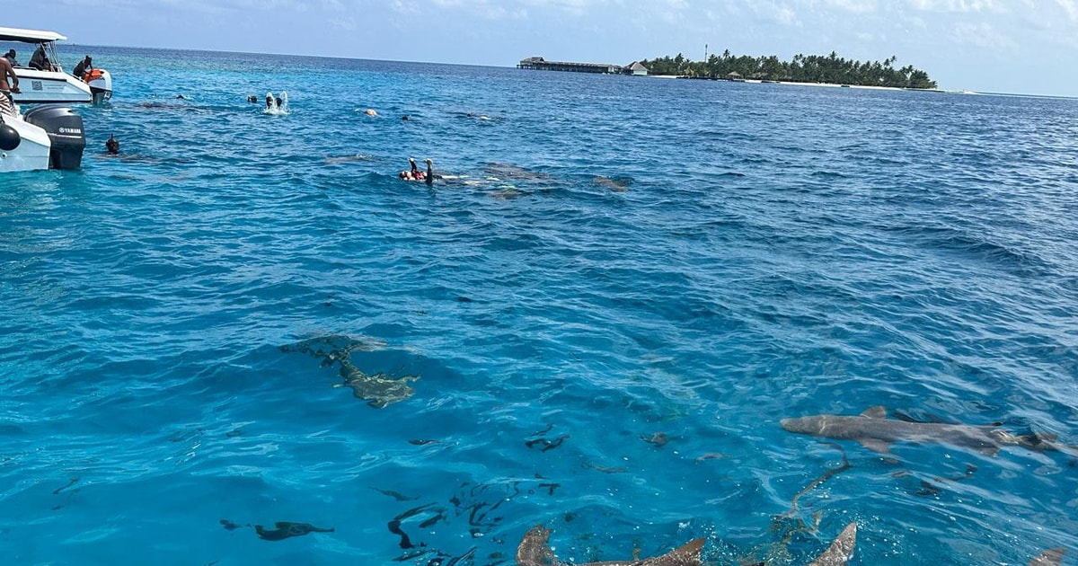 Maldives: Snorkeling with Nurse Sharks, Coral Reef, Sandbank | GetYourGuide