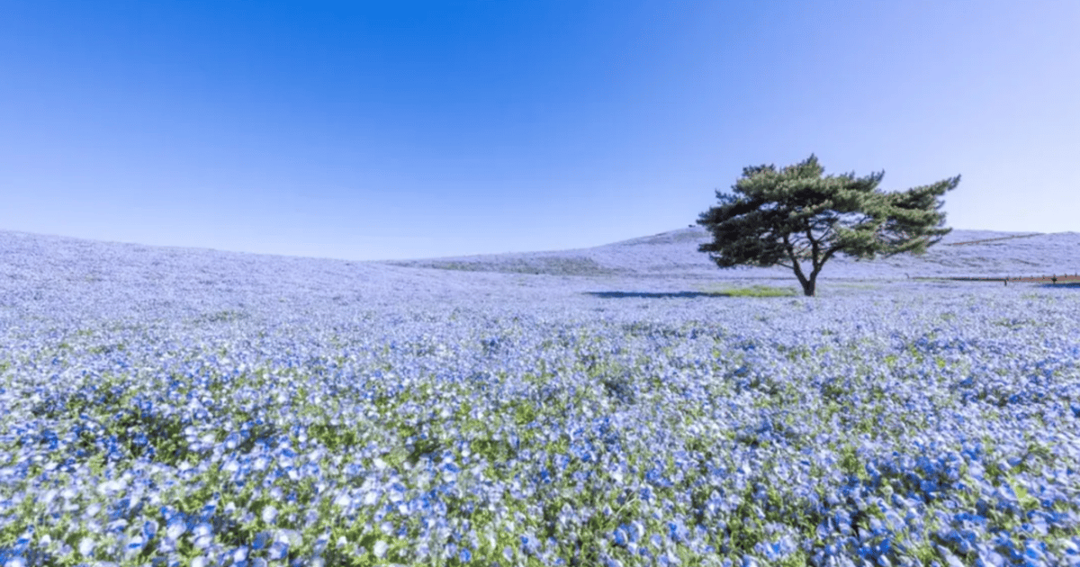 Parco Nazionale del Mare di Hitachi e Parco dei Fiori di Shikaga da ...