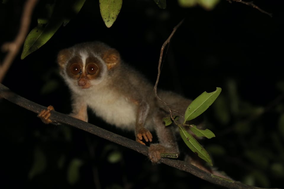 Night Hike to see Elusive & Rare Loris in Sigiriya | GetYourGuide
