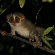 Night Hike to see Elusive & Rare Loris in Sigiriya | GetYourGuide