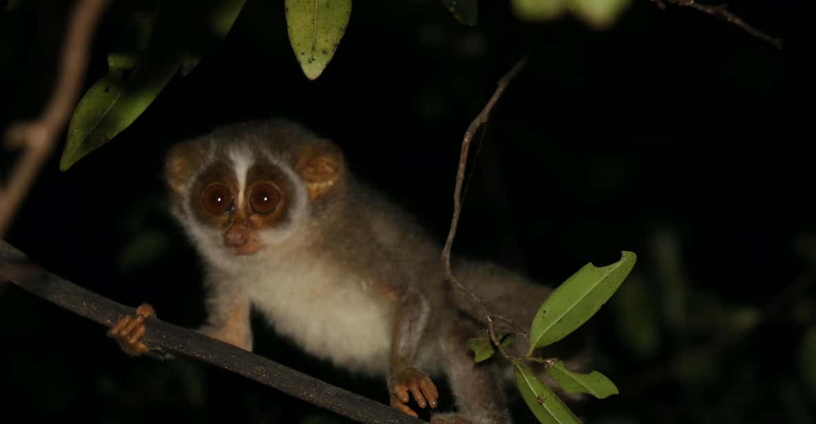 Night Hike to see Elusive & Rare Loris in Sigiriya | GetYourGuide