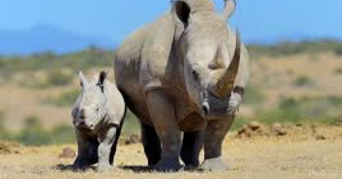 Ol Pejeta Conservancy Safari from Nairobi | GetYourGuide