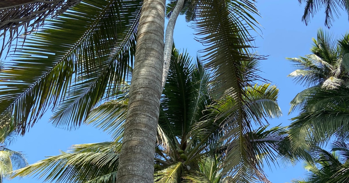 Volcano Mud Bath and Cocotero Island Tour | GetYourGuide