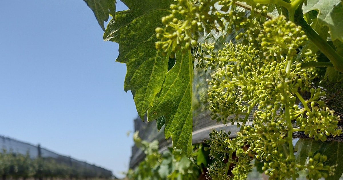 Wine Tour Colonia Caroya | GetYourGuide