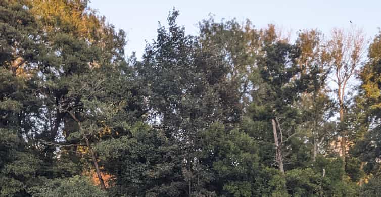 Perth City Paddleboard Tour | GetYourGuide