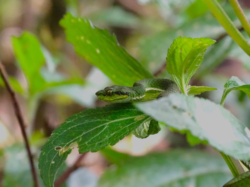 Munnar Birding and Bird Photography Trip | GetYourGuide