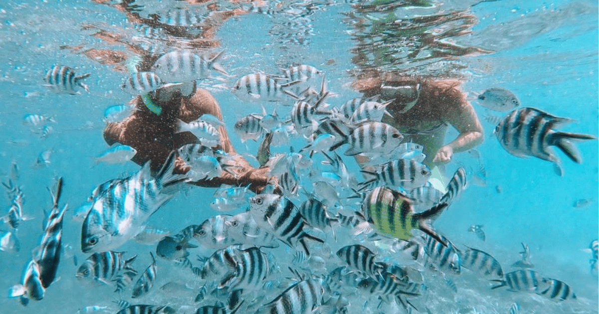 Blue Bay: Blue Bay Glass Bottom Boat Visit and Snorkeling | GetYourGuide
