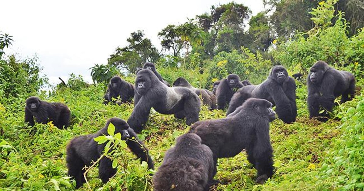 2 jours de safari au Rwanda pour observer les gorilles et découvrir la ...