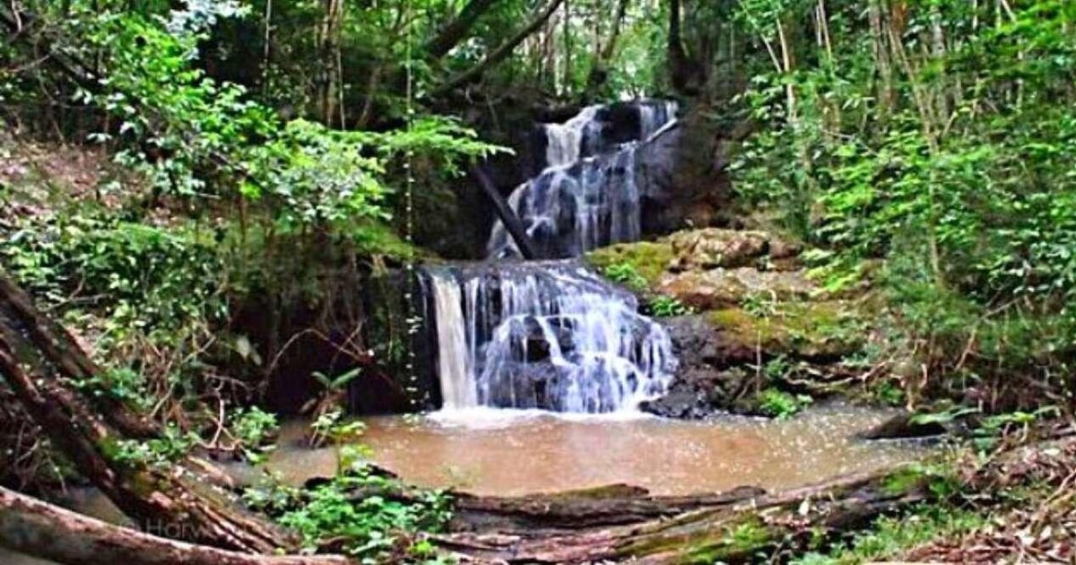 Sentier de la forêt de Karura | GetYourGuide