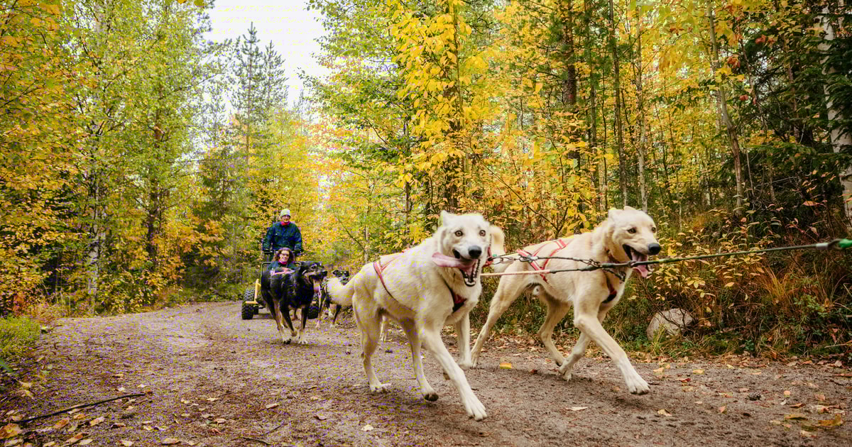 Rovaniemi: 4km Husky Cart Tour in Autumn | GetYourGuide