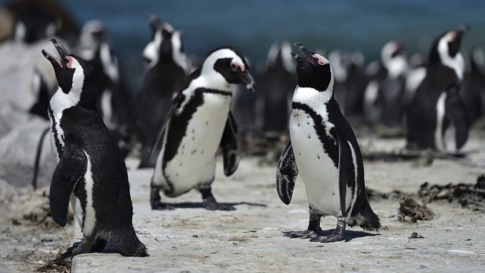 Donde se juntan dos océanos - El extremo más meridional de África; Tou ...