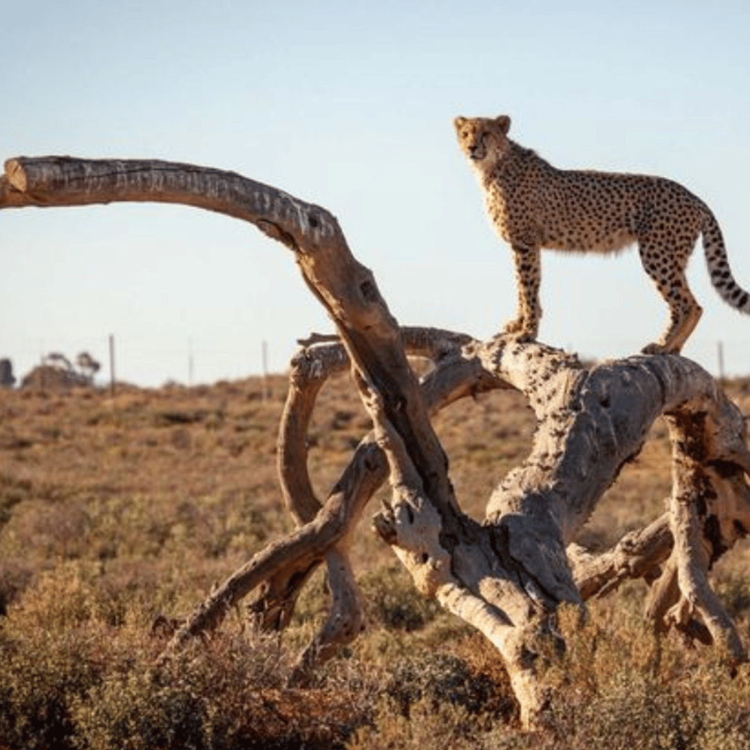 Città del Capo: safari di 3 giorni alla scoperta dei Big Five e della corsa dei ghepardi a ...