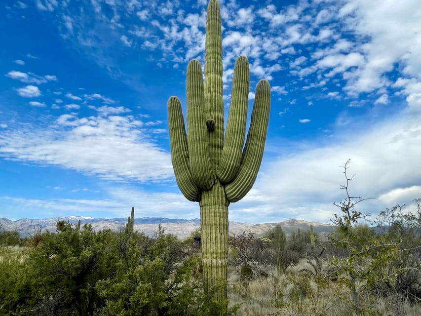 Saguaro National Park: Day Tour & Hike | GetYourGuide