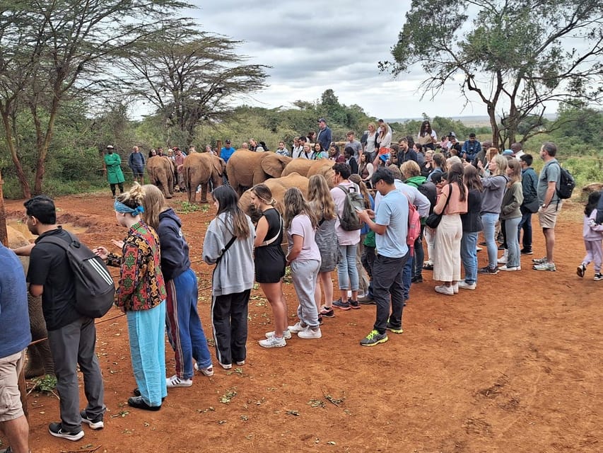 From Nairobi: David Sheldrick Elephant Trust Day Excursion | GetYourGuide