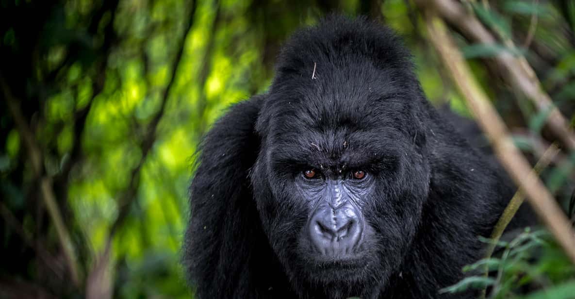 3-daagse gorilla vliegen in Bwindi safari | GetYourGuide