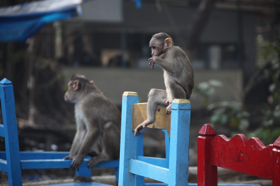 Madurai Rickshaw Ride Tour: Unveil the Hidden Gems | GetYourGuide