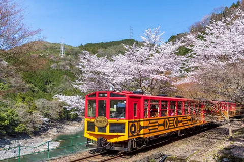 Sagano Romantic Train, Kyoto - Book Tickets & Tours | GetYourGuide
