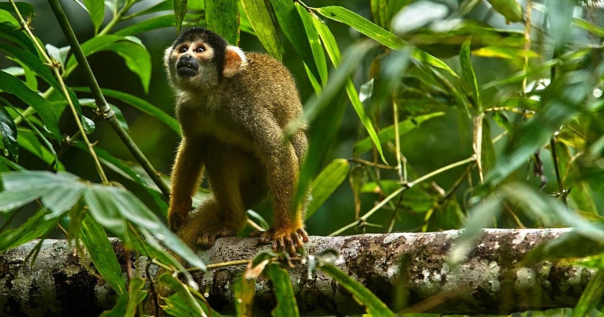 Monkey Island + Tree Limp Excursion | GetYourGuide