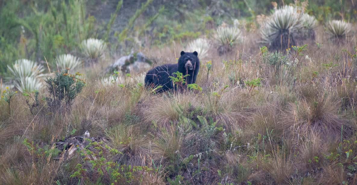 Private sight Tour Chingaza Paramo from Bogota, Andean Bear | GetYourGuide
