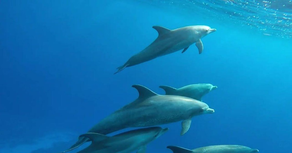 Salaam Cave Tour, Kuza Cave, Lunch at The Rock, Paje Beach | GetYourGuide