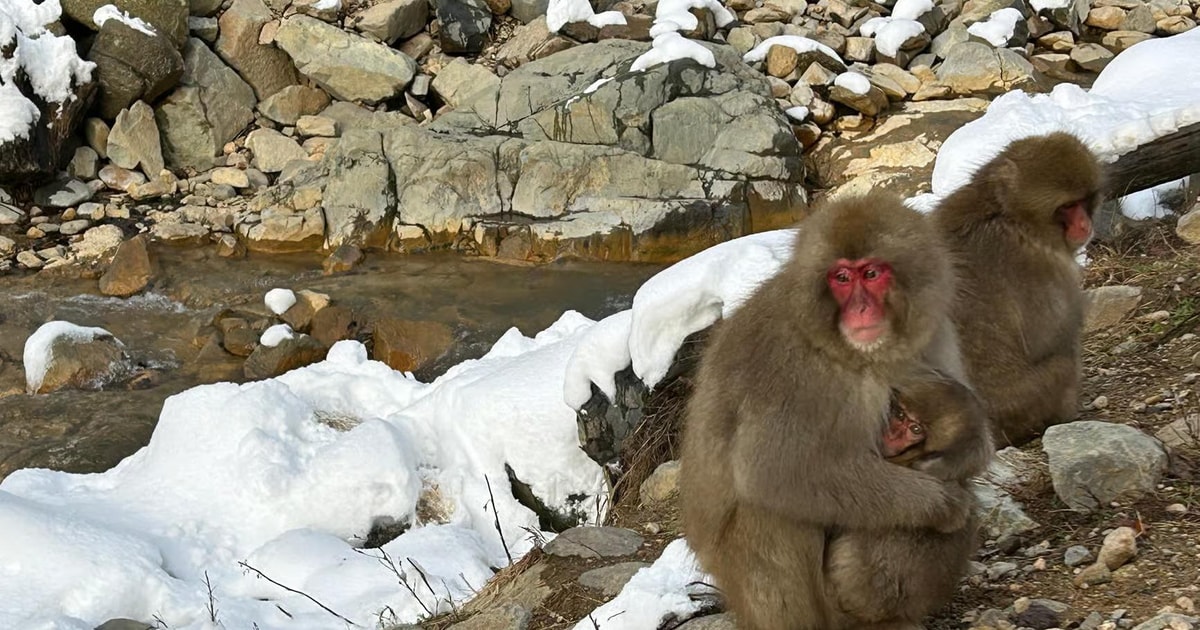 Nagano: Snow Monkey Private Day Tour with Driver from Tokyo | GetYourGuide