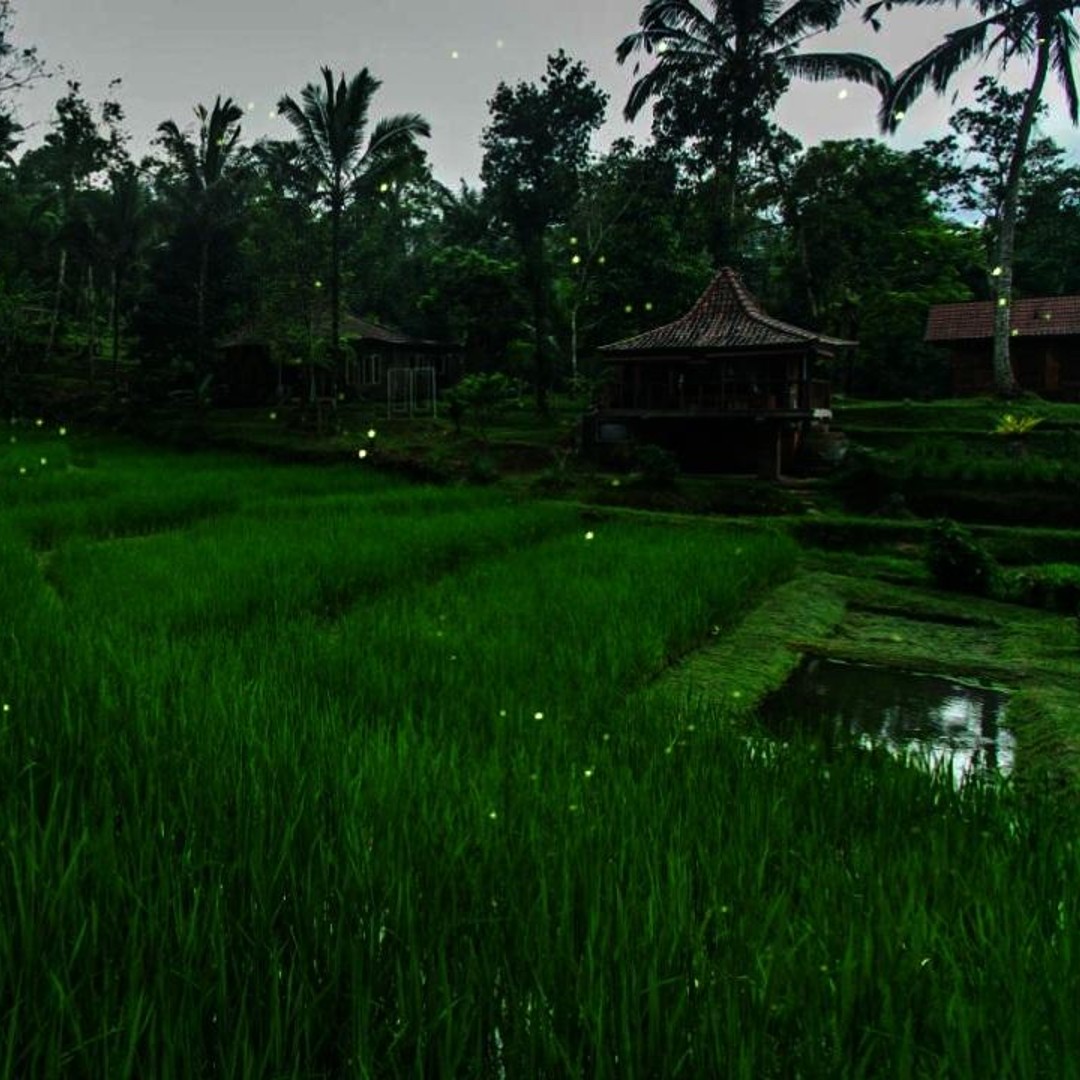 From Ubud: Evening Firefly Tour in Taro Village | GetYourGuide