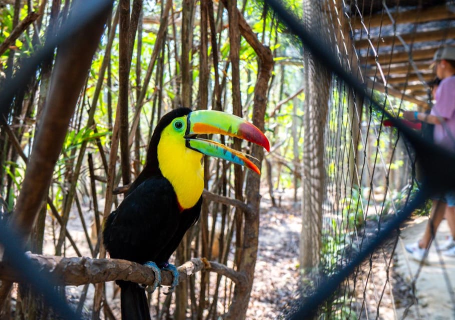 Isla Barú: Acceso al Club de Playa y Visita al Aviario Nacional ...
