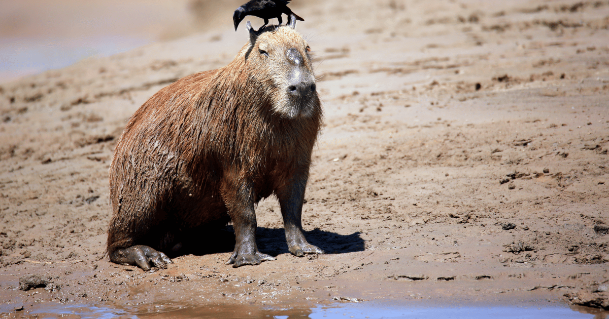 Sunset safari, alligators and capybaras. | GetYourGuide
