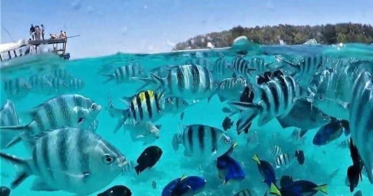 Sansibar: Safar Blue Tour. Ganztägige Tour | GetYourGuide