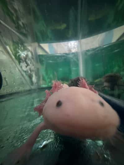 Mexico City: Sunrise with the sanctuary of the axolotl | GetYourGuide