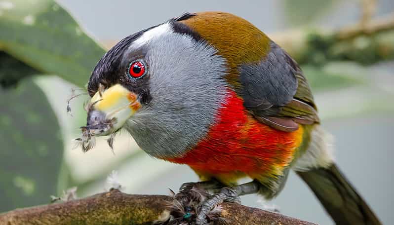 Birding Colombia: 8 Days of Birds Wonders in Valle del Cauca | GetYourGuide