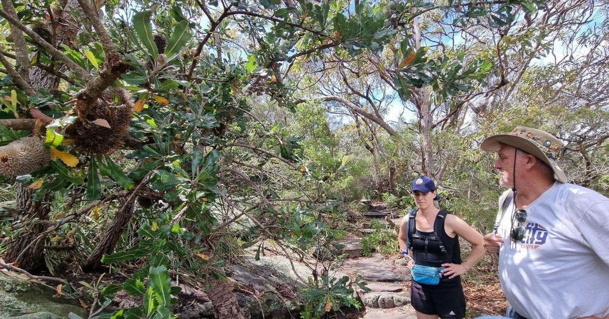 Manly Hiking Tour | GetYourGuide