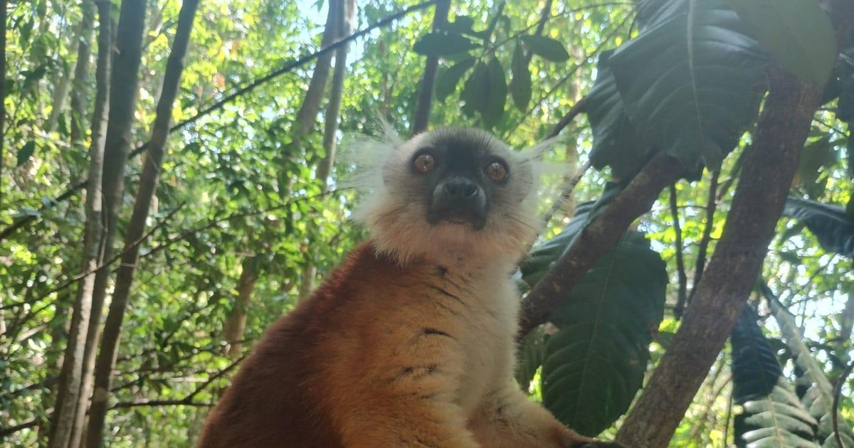 Madagascar: Multi-Day Guided Discovery Tour | GetYourGuide
