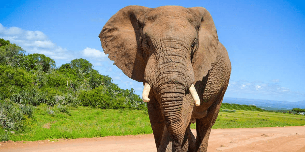 Addo Elephant National Park Full-Day Safari | GetYourGuide