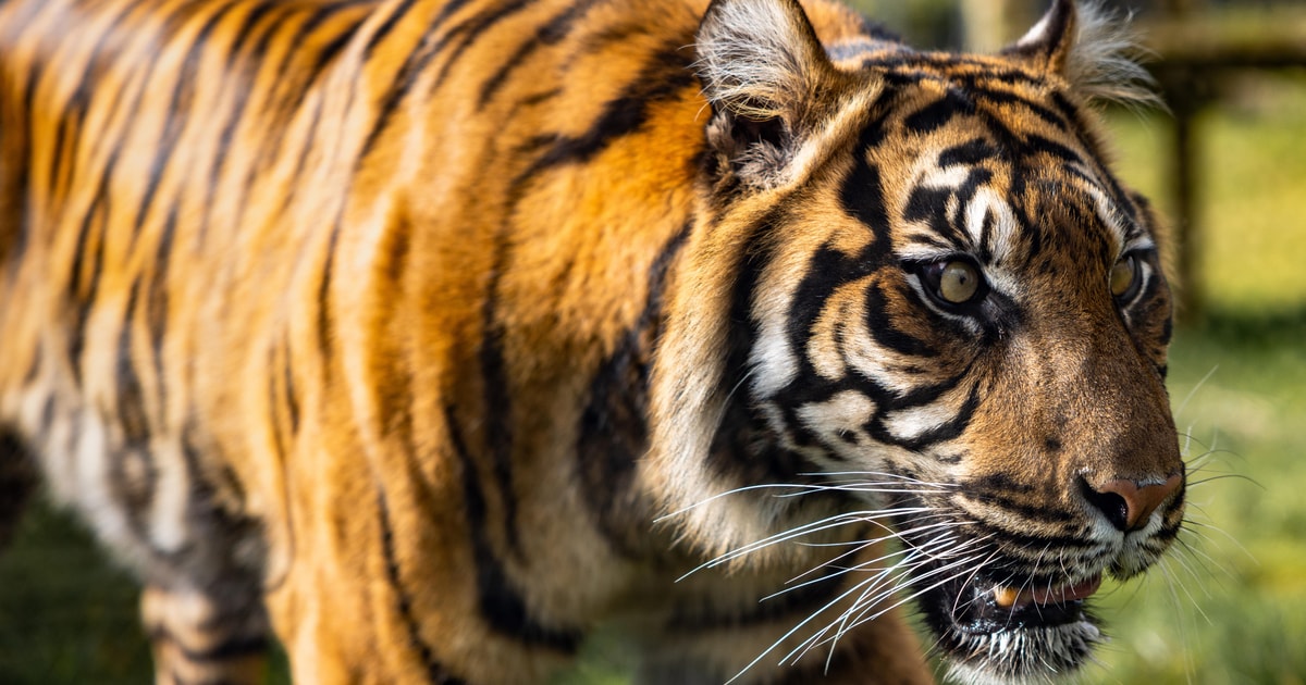 Leicestershire: Twycross Zoo Entry Ticket | GetYourGuide