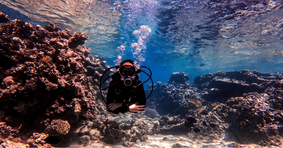 Aqaba Dive Adventure: Explore The Red Sea On A Tour | GetYourGuide