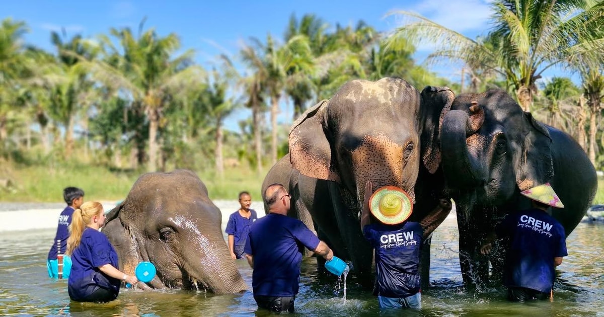 Bangkok: Elephant Sanctuary &Khao Kheow Open Zoo (Moodeng) | GetYourGuide
