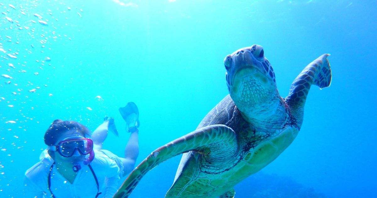 Okinawa : Kerama Whole Day Snorkeling Tour From Chatan/Naha | GetYourGuide