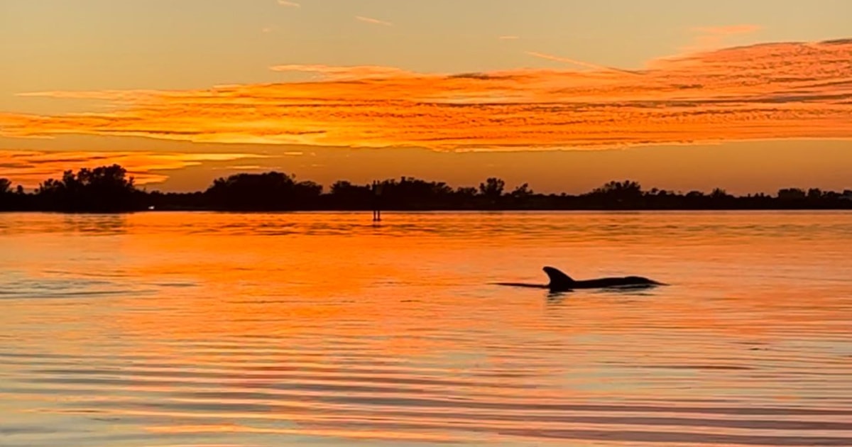 Isla Anna Maria y Bradenton Excursión con delfines en kayak al ...