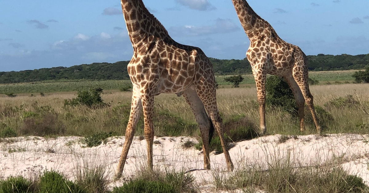 Safari i Maputo Nationalpark | GetYourGuide