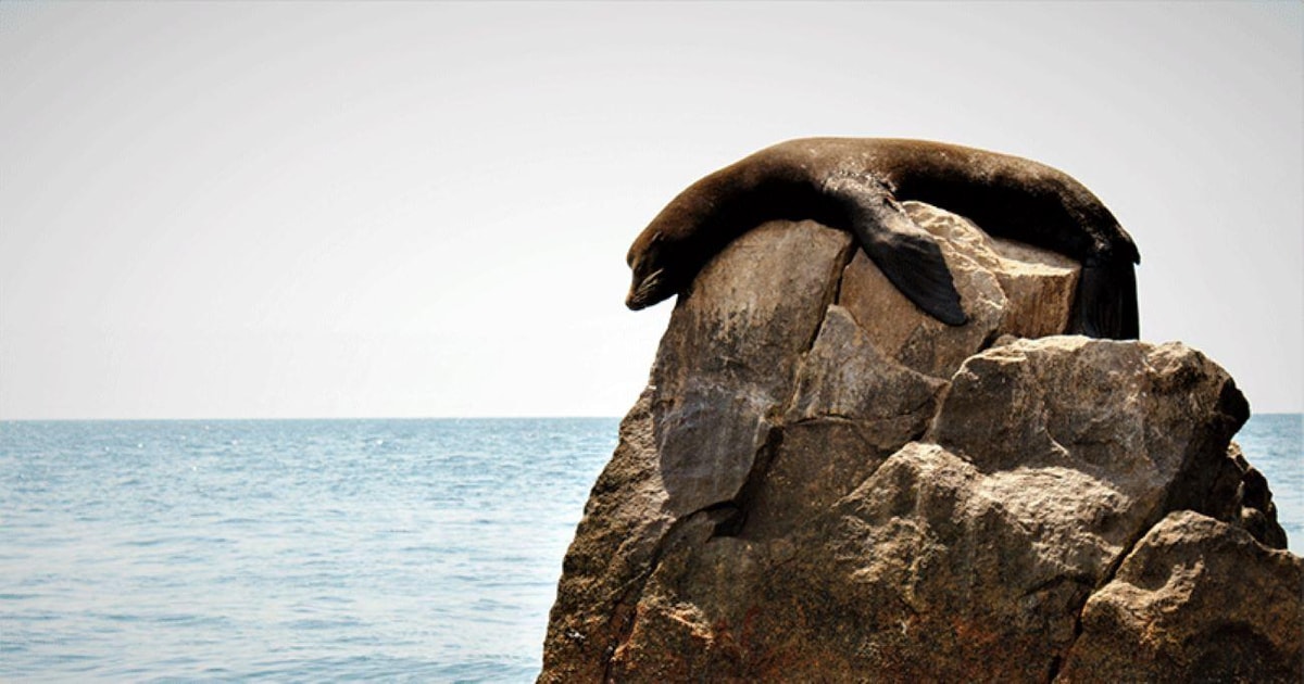 Los Cabos Scenic Boat Ride Experience Getyourguide