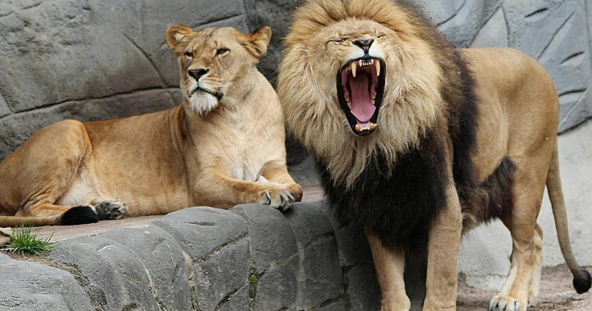 Dar es Salaam: 3-Day Botanical Garden & Wildlife Safari Tour | GetYourGuide