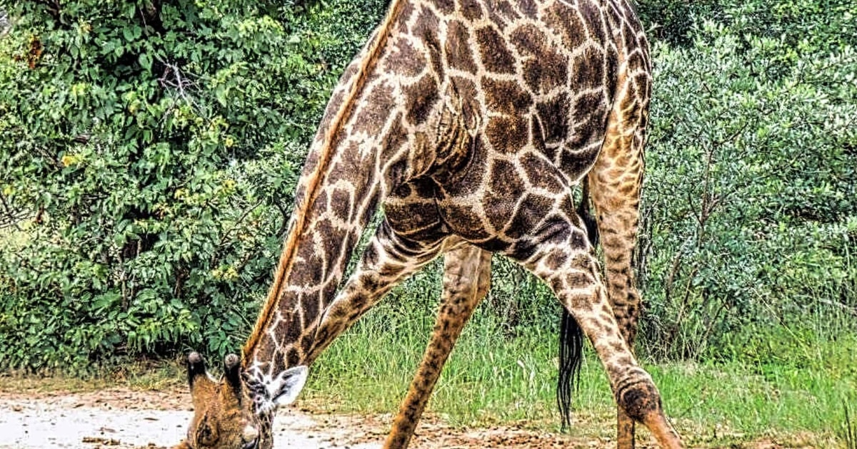 Cataratas Victoria: Safari por el Parque Nacional Zambeze | GetYourGuide