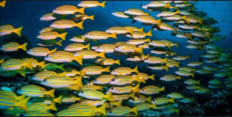 ZANZIBAR: JOZANI FOREST, KUZA CAVE AND BLUE LAGOON | GetYourGuide