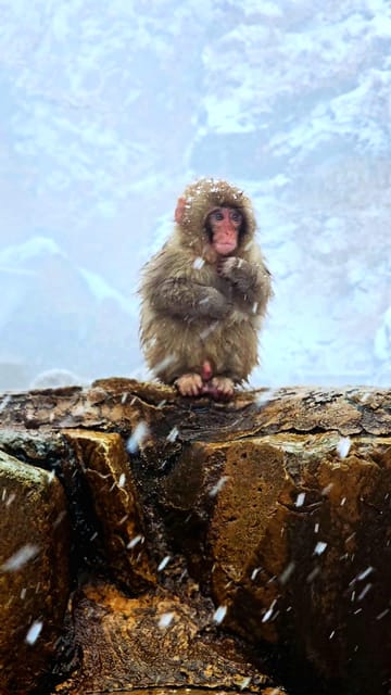 Snow monkeys Zenkoji temple one day private sightseeing tour | GetYourGuide