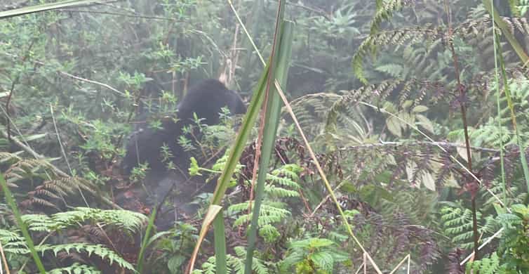 Excursión de Aventura de 1 Día por el Monte Bisoke, Parque Nacional de ...