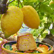 Amalfi Lemon Tour in the Historical Garden | GetYourGuide