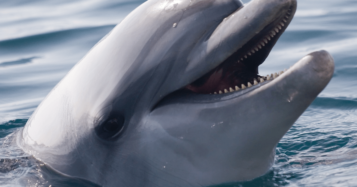 Bohol: Panglao Island Hopping & Dolphin Watching Tour | GetYourGuide