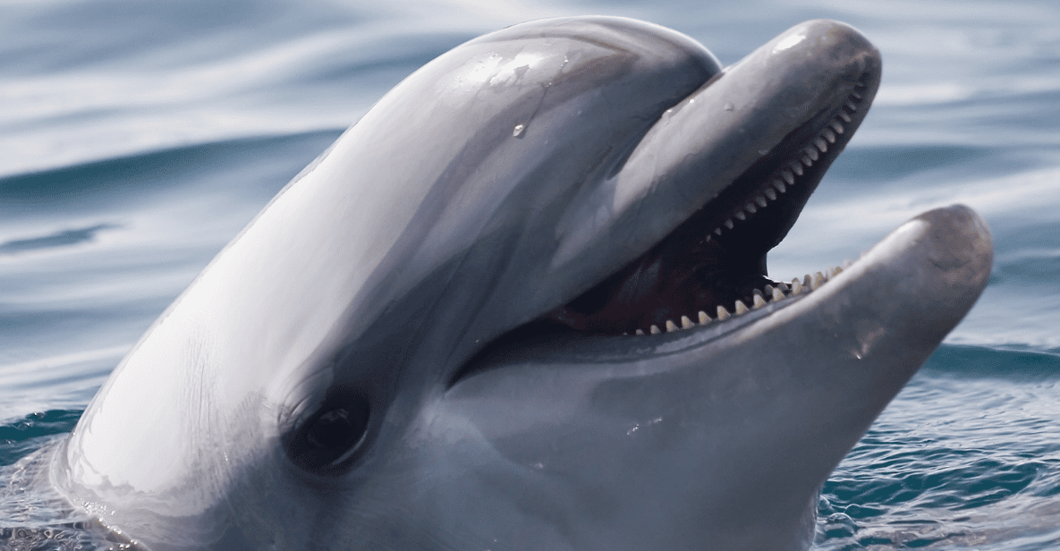 Bohol: Panglao Island Hopping & Dolphin Watching Tour | GetYourGuide