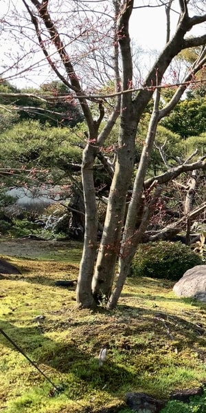 Osaka: Himeji Castle, Arima Onsen & Mt. Rokko 1-Day Bus Tour | GetYourGuide